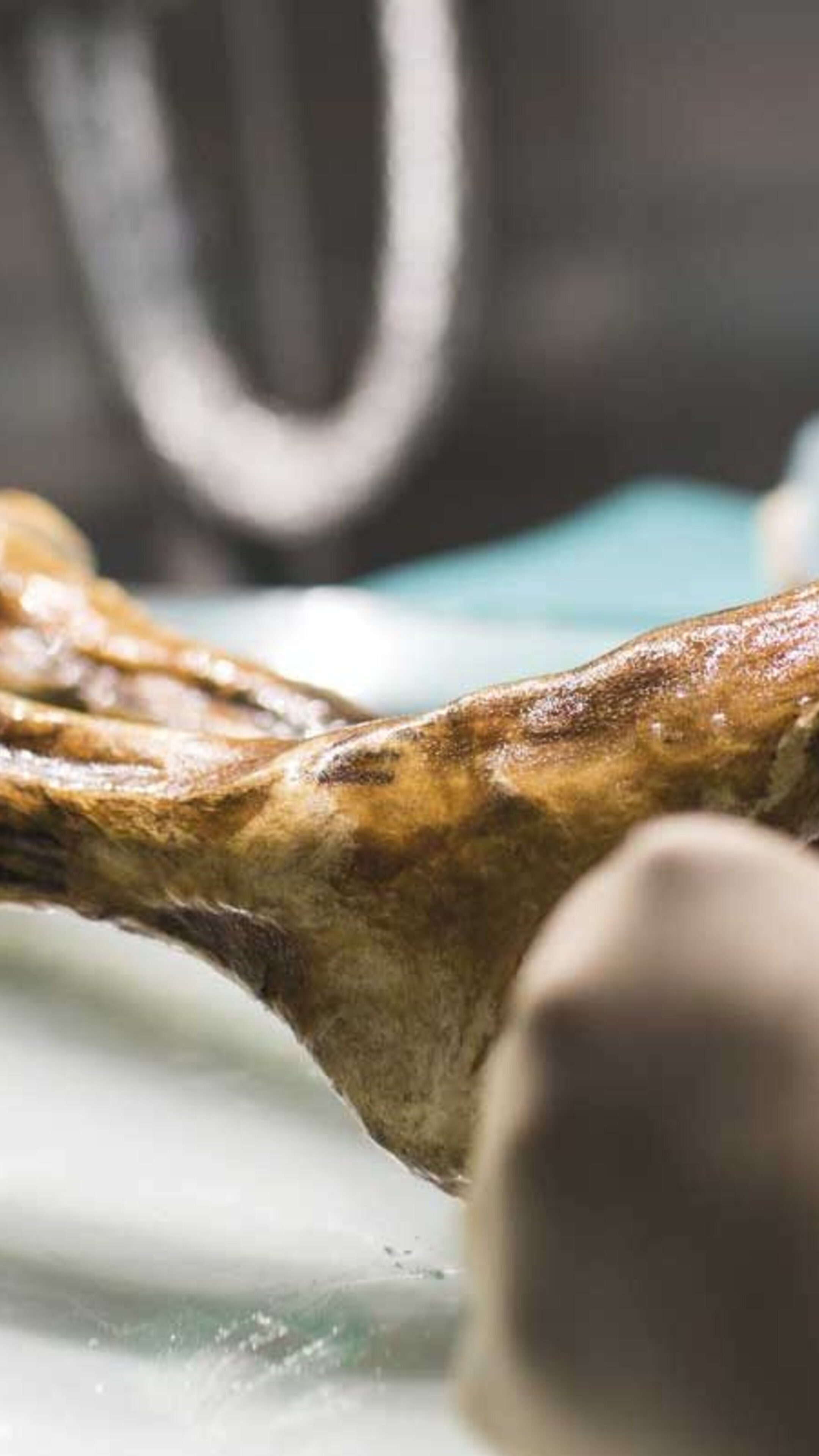 Ötzi | The mummy in the South Tyrol Museum of Archaeology